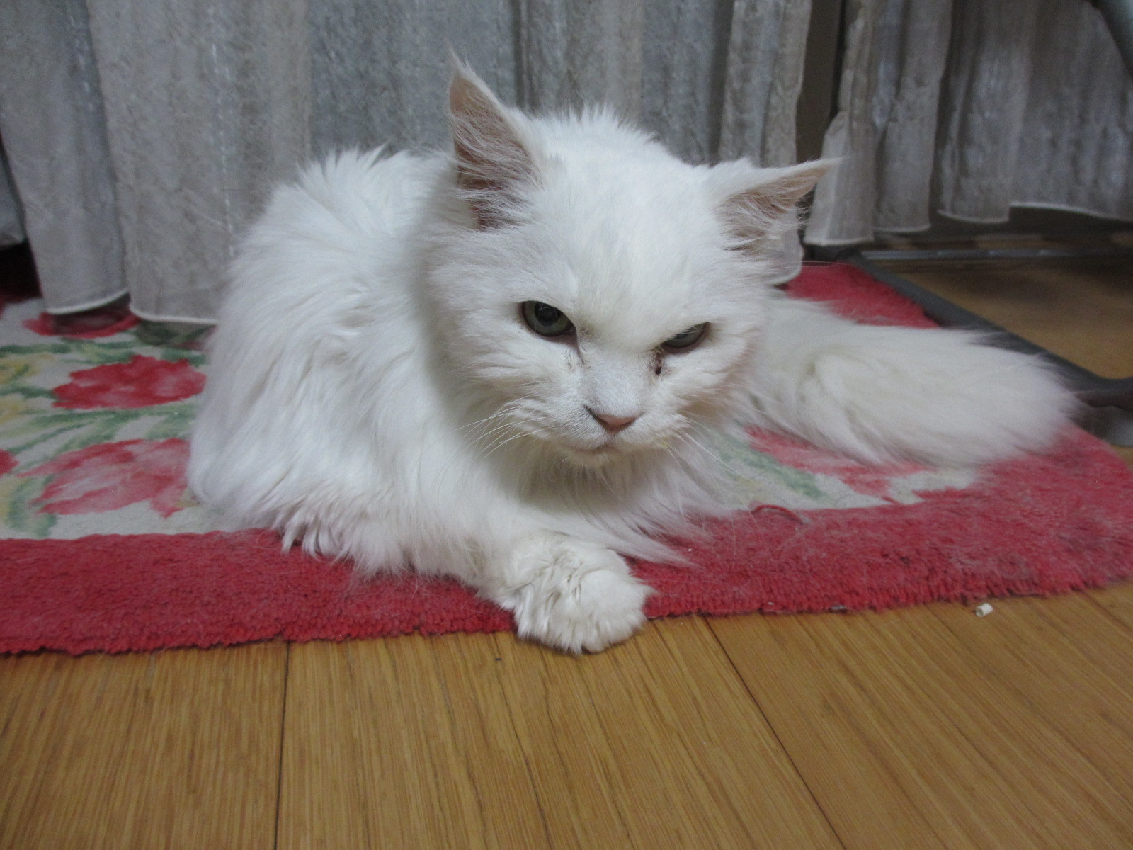 記録ノート 8年目: 白猫ララ日記